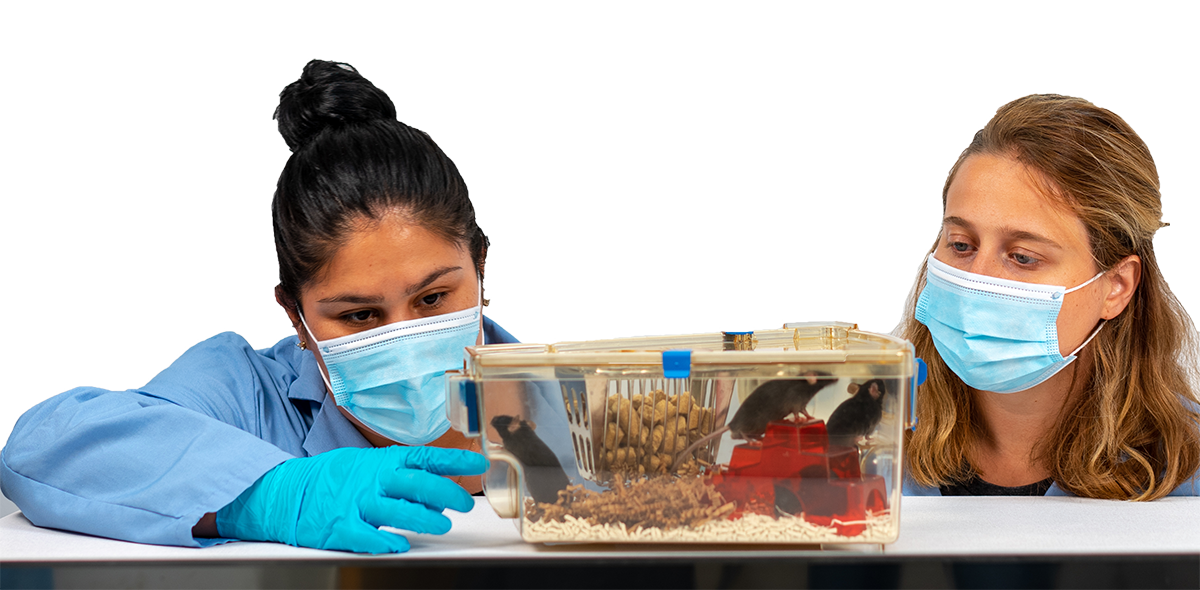 Laboratory Rodent Cages & Housing - High Density - Animal Care Systems