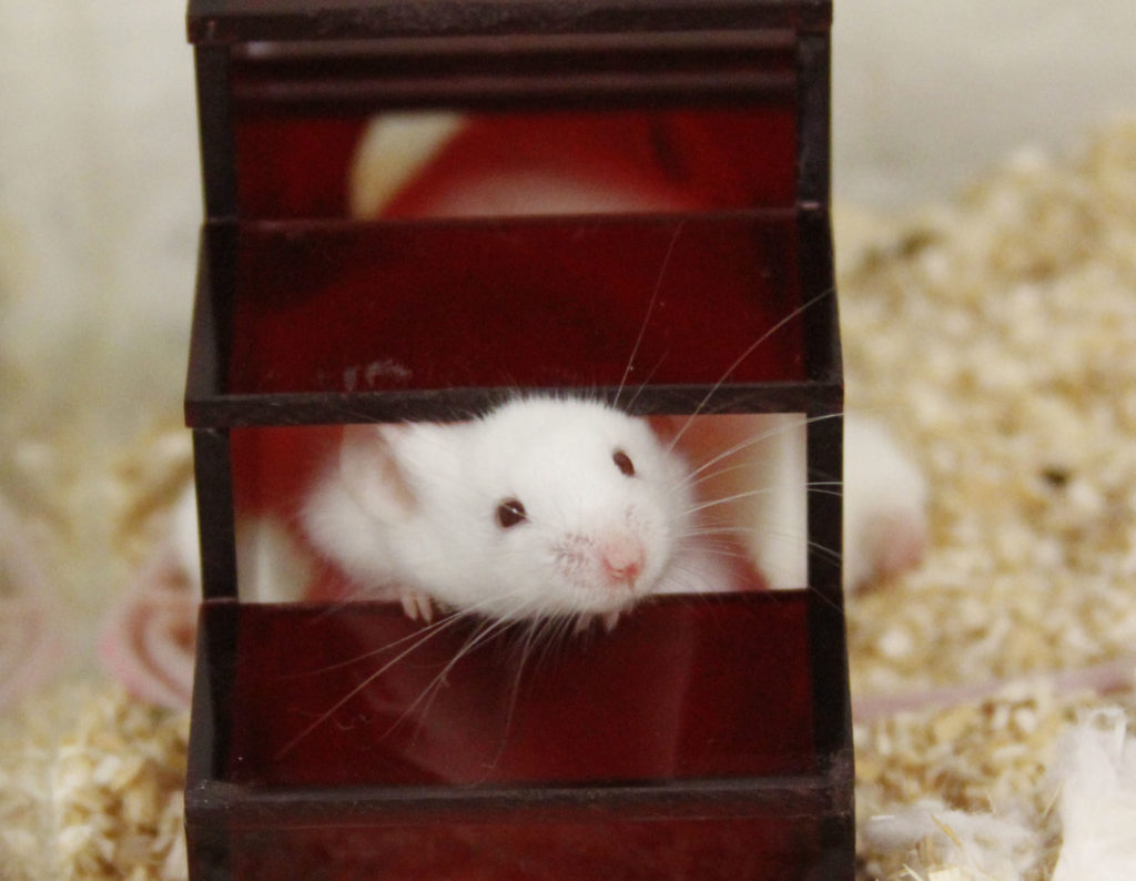 What Light Levels are Best for My Rodent Housing Rooms? - Animal Care ...