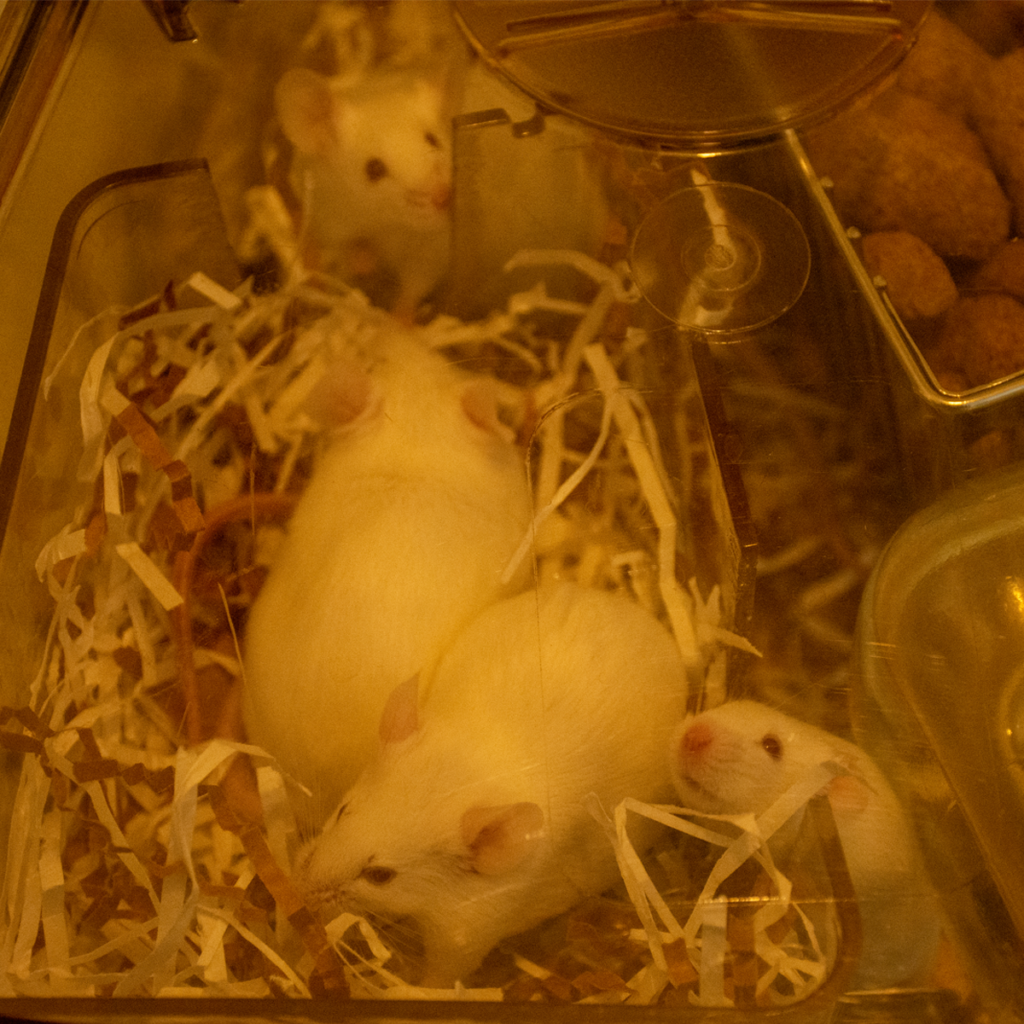 Mouse Cage Enrichment Loft - Animal Care Systems